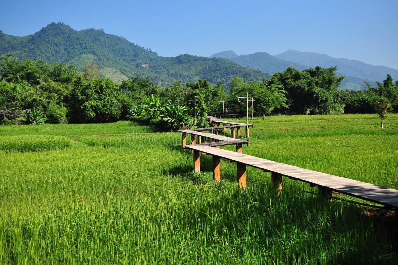 Rice field stock image. Image of nature, green, bright - 38388191