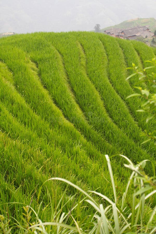 Rice field stock photo. Image of land, grain, agriculture - 3984810