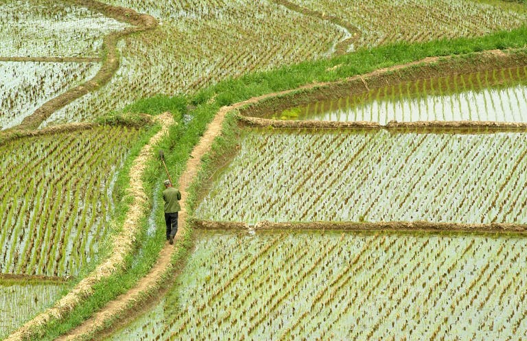677 Typical Traditional Rice Field Stock Photos - Free & Royalty-Free ...