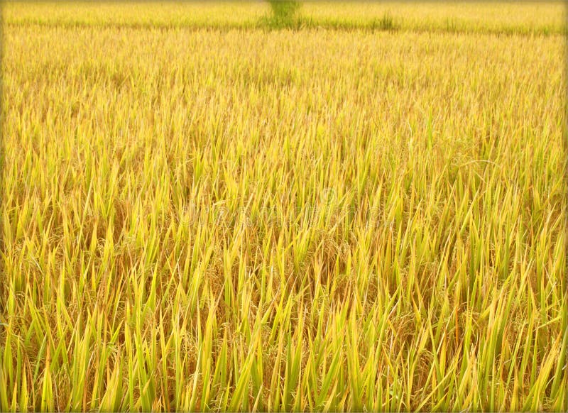 Rice field stock photo. Image of branch, closeup, earth - 55003196
