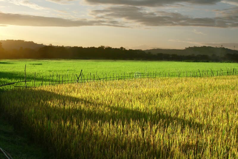 Rice field stock photo. Image of greens, blues, crow, bamboos - 6899720