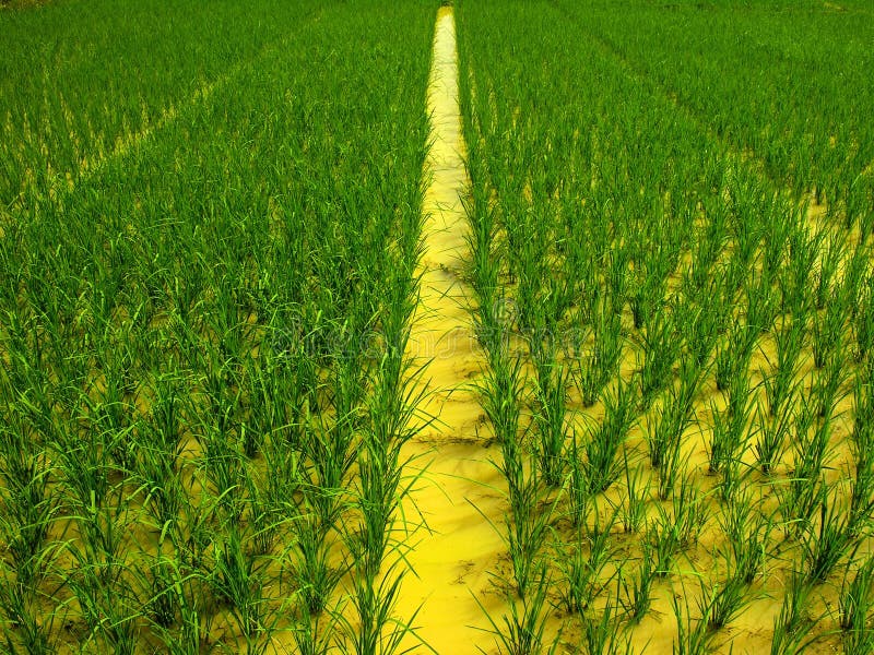 RICE FIELD stock photo. Image of eastern, plantation, field - 7724172