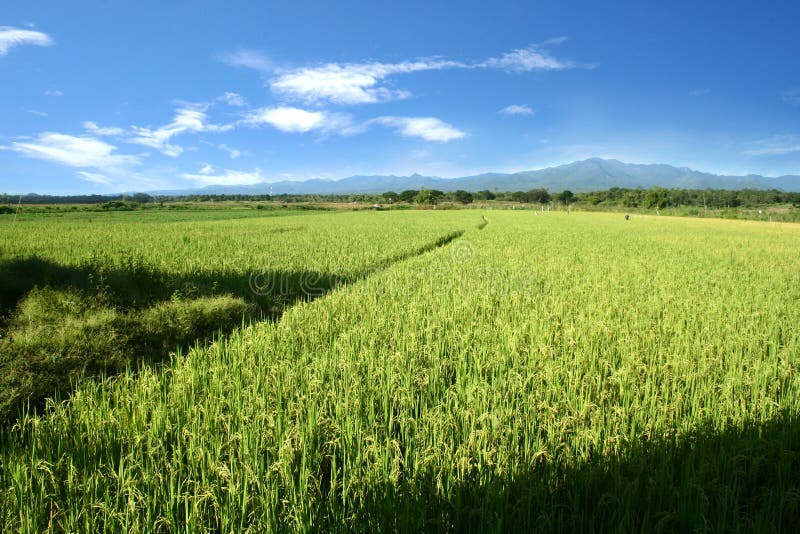 Sustainable Rice and Corn Fields, Chiang Mai Stock Photo - Image of ...