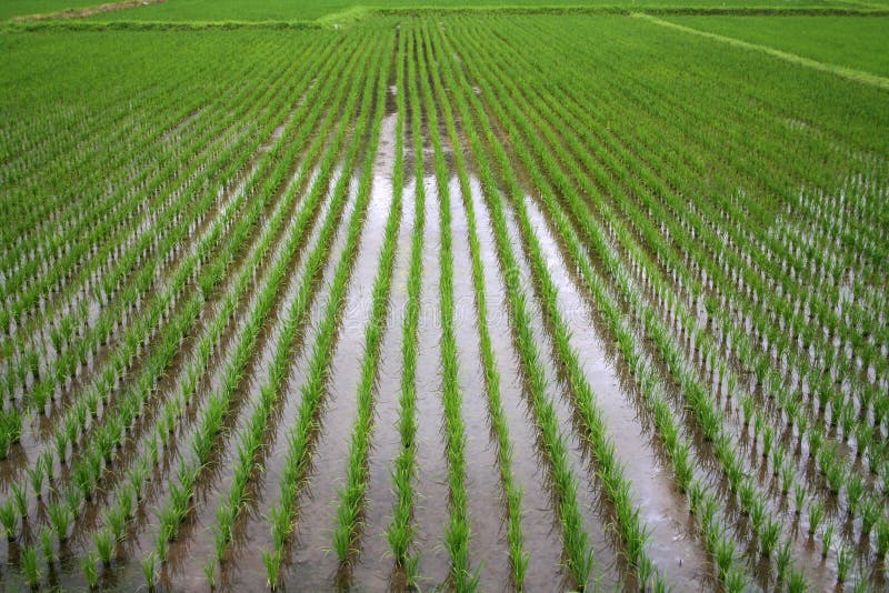 Rice field stock photo. Image of culture, rice, lines, rain - 912278