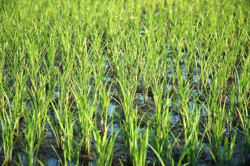 Rice field stock image. Image of green, stripes, rice, shoots - 944259