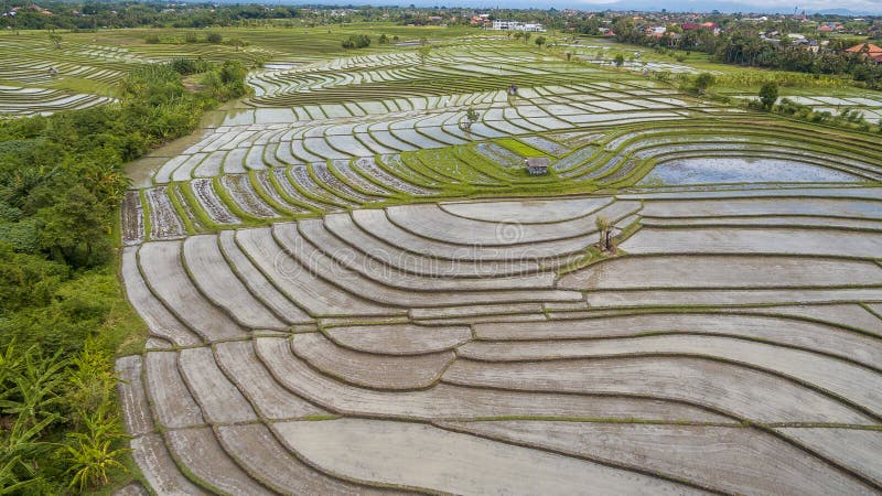 Rice field aerial view stock image. Image of rice, aerial - 85146391