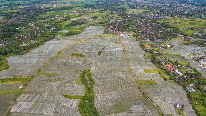 Rice field aerial view stock image. Image of tropical - 85174115