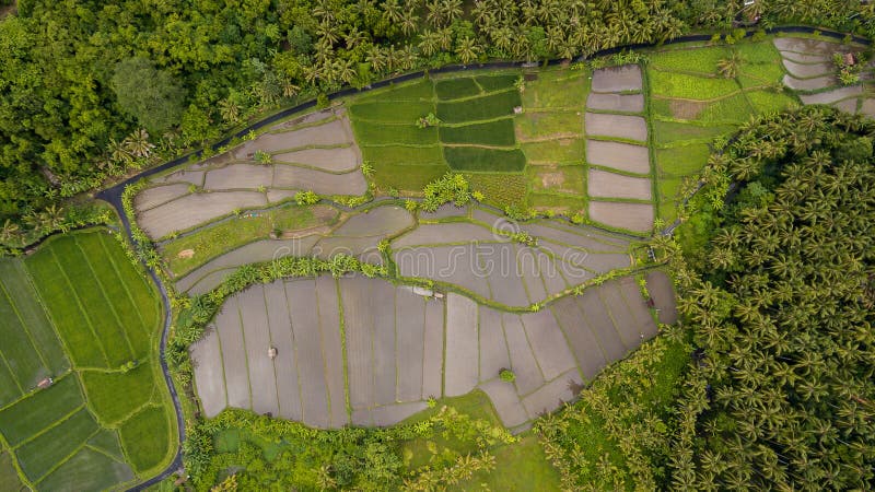 Rice field aerial view stock photo. Image of indonesia - 85175312