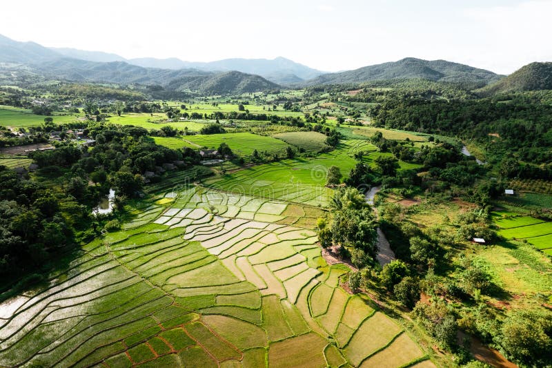 Rice Field ,Aerial View of Rice Fields Stock Photo - Image of ...