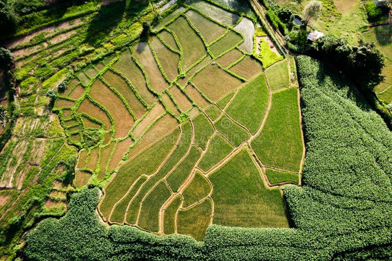 Rice Field ,Aerial View of Rice Fields Stock Image - Image of grass ...