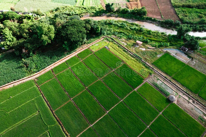 Rice Field ,Aerial View of Rice Fields Stock Photo - Image of thailand ...