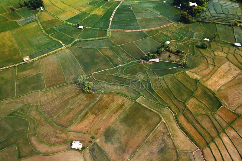 Rice Field ,Aerial View of Rice Fields Stock Photo - Image of rice ...