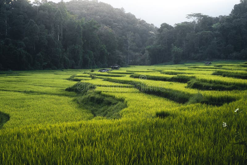 Rice Field ,Aerial View of Rice Fields Stock Image - Image of grass ...