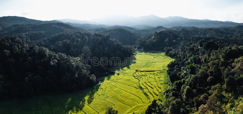 Rice Field ,Aerial View of Rice Fields Stock Photo - Image of outdoor ...