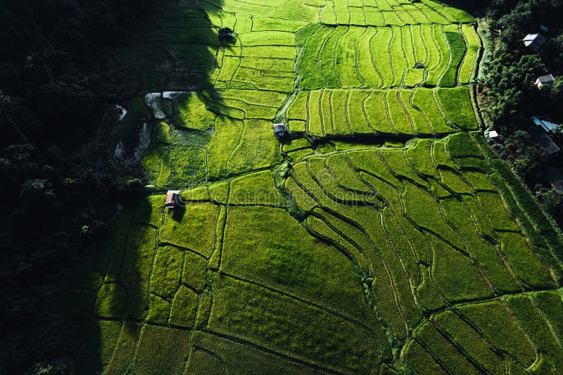 Rice Field ,Aerial View of Rice Fields Stock Image - Image of beautiful ...