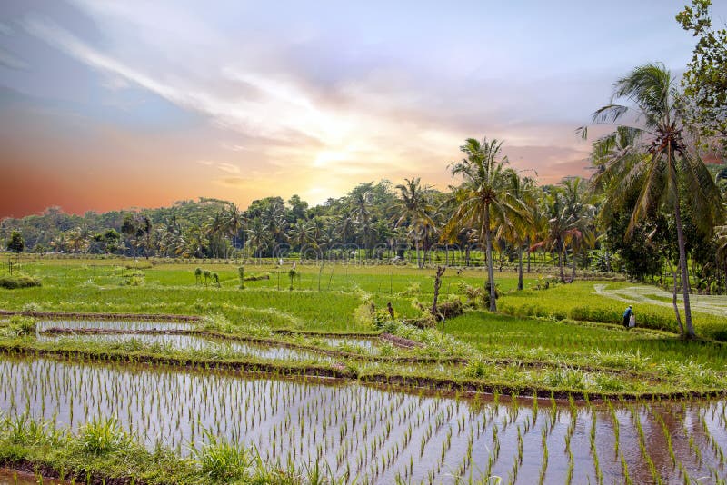 Rice Field Agricultural Landscape in the Countryside from Java I ...
