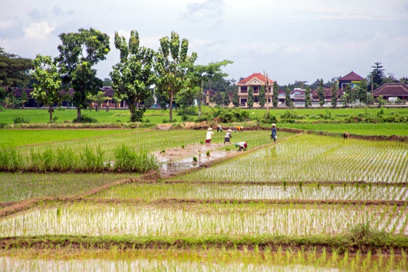 Rice Field Agricultural Landscape in the Countryside from Java ...