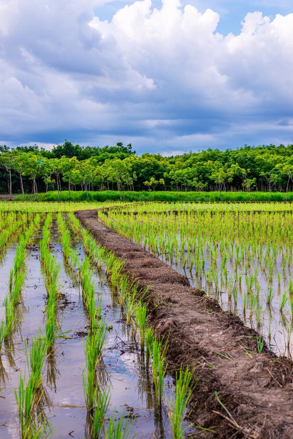 4,295 Rice Paddy Rain Stock Photos - Free & Royalty-Free Stock Photos ...