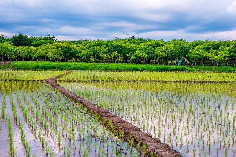 Rice Field, Agriculture, Paddy, with Sky and Cloud Rain Stock Photo ...