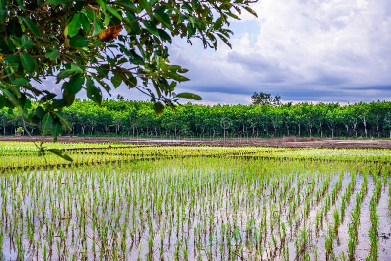 Rice Field, Agriculture, Paddy, with Sky and Cloud Rain Stock Photo ...