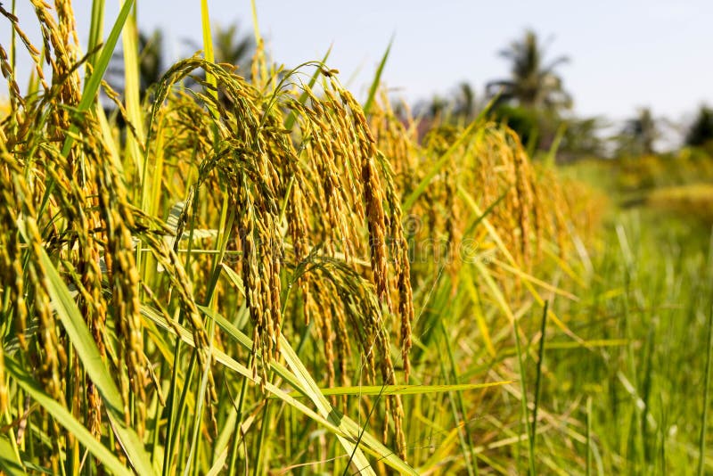 Rice fields stock photo. Image of fields, plantation - 128844254