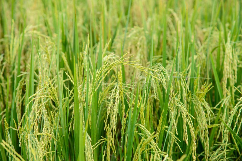 Rice field stock image. Image of botany, outdoor, crop - 64311551