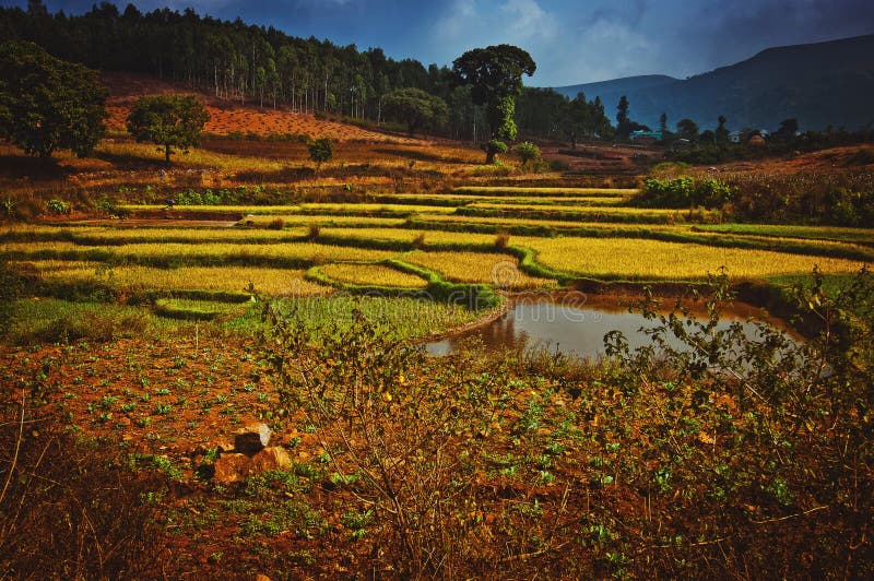 Rice field stock image. Image of green, nature, landscape - 32239709