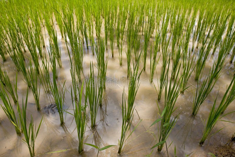 Rice field in Asia, stock photo. Image of country, field - 6508074