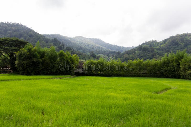 A rice field in Asia stock image. Image of field, food - 80498873