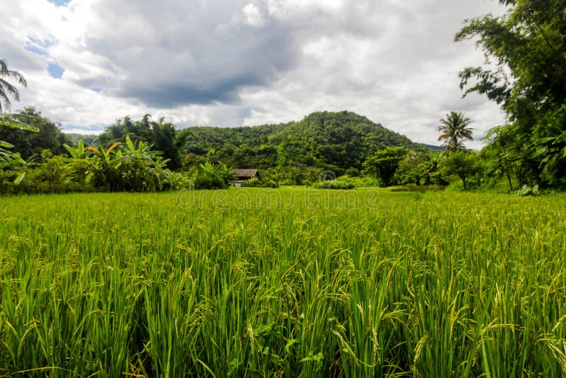 A rice field in Asia stock photo. Image of foodstuffs - 80498934