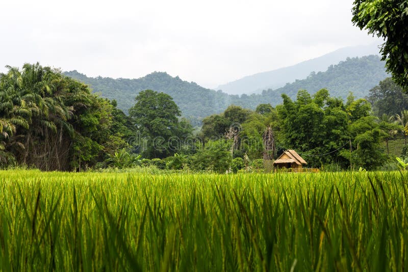 A rice field in Asia stock image. Image of crop, beautiful - 80500311
