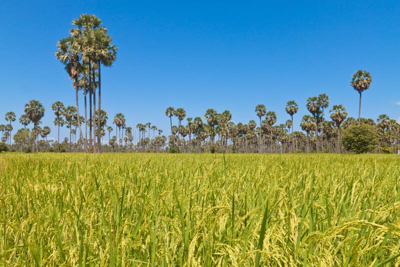 Rice Field in Asian Country Stock Photo - Image of background, grain ...
