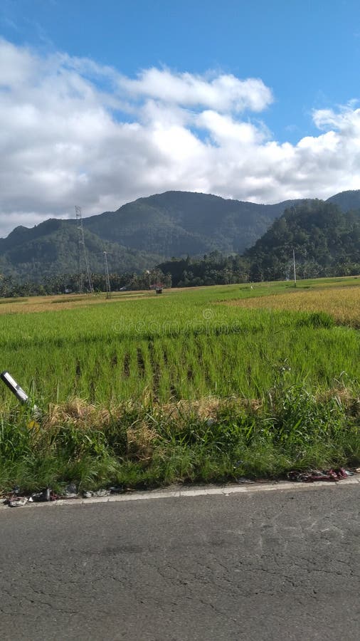 Rice Field Atmosphere at the Foot of the Mountain Stock Image - Image ...