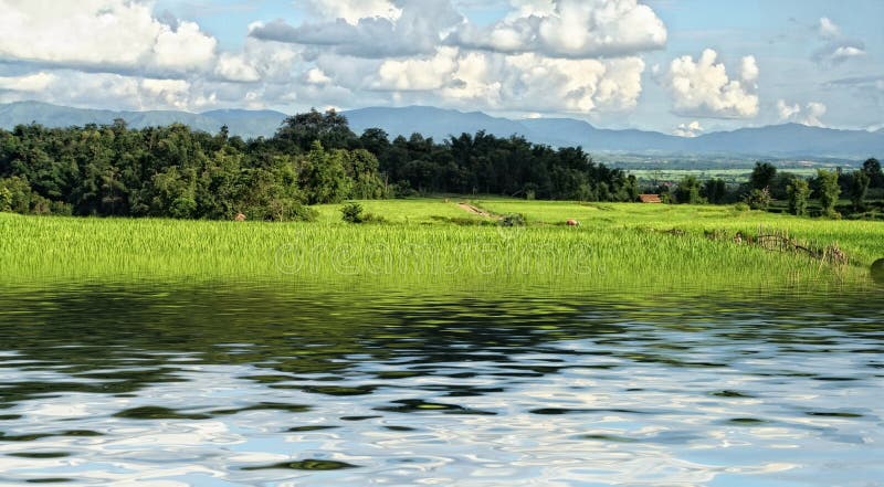 Rice field background stock image. Image of grain, asia - 12632069