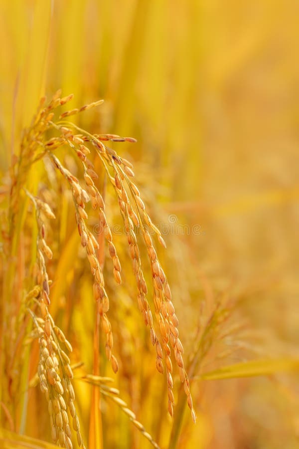 296 China Rice Field Space Stock Photos - Free & Royalty-Free Stock ...