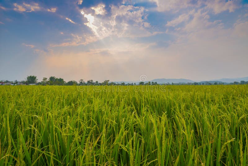 Rice Field Background Landscape. Stock Image - Image of heap, food ...