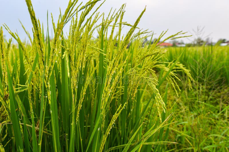 Rice Field Background Landscape. Stock Image - Image of heap, food ...