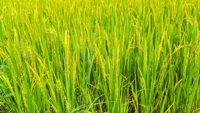 Rice Field Background Landscape. Stock Image - Image of heap, food ...
