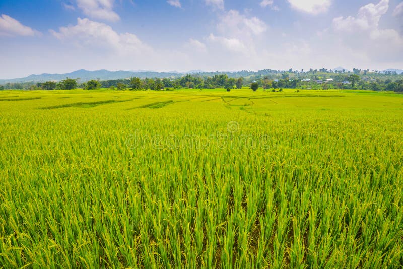 Rice Field Background Landscape. Stock Photo - Image of asian, farm ...