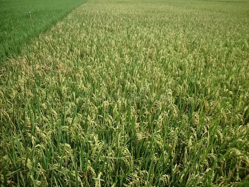 Rice in the Field Background Stock Image - Image of plants, field ...