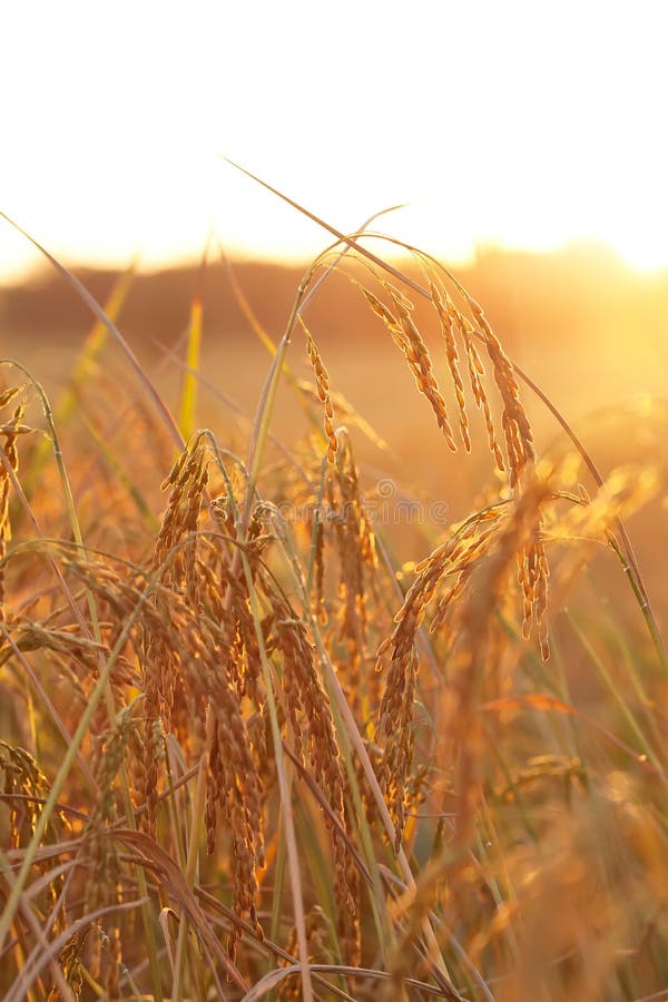 Rice field background stock photo. Image of plant, sunset - 46902390