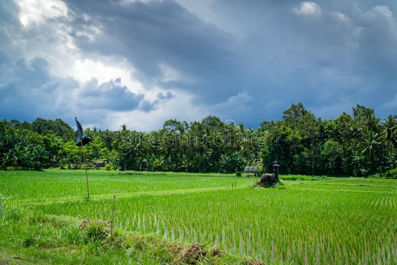 Rice Field in Bali with Hindu Temple Stock Image - Image of dramatic ...