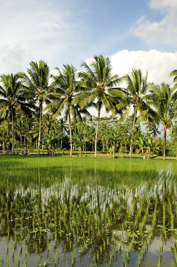 Rice Field in Bali Indonesia Stock Photo - Image of field, trees: 19605850