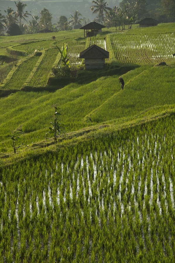 Rice Field in Bali, Indonesia. Stock Photo - Image of steamed ...