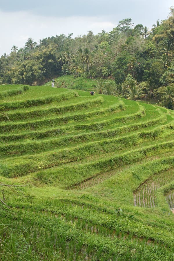 Rice Field, Bali, Indonesia Stock Image - Image of plants, destination ...