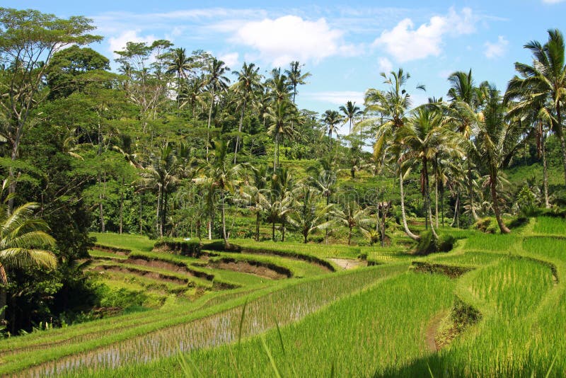 Rice Field, Bali, Indonesia Stock Photo - Image of asian, palm: 30775710