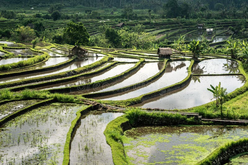 Rice Field in Bali stock photo. Image of beautiful, green - 108986432