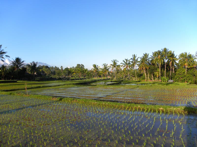 Rice Field in Bali stock photo. Image of countryside - 30646490
