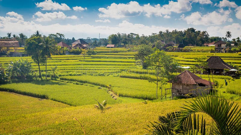 Rice field in Bali stock image. Image of landscape, countryside - 169328115