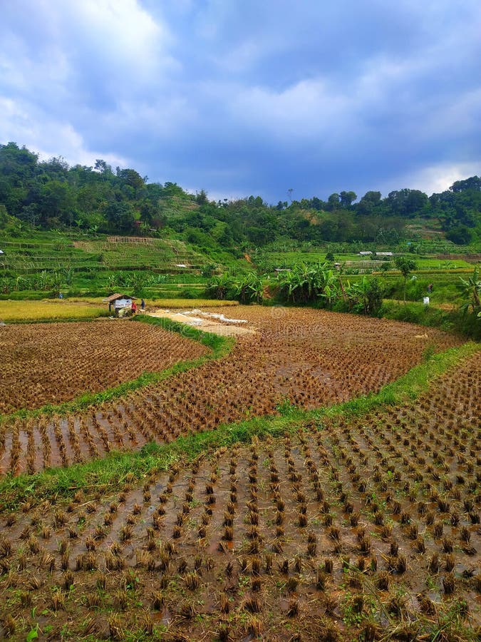 Rice field in bandung stock image. Image of landscape - 201051649